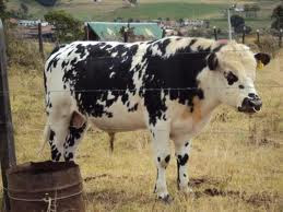 NORMANDO ~ RAZAS DE BOVINOS EN COLOMBIA