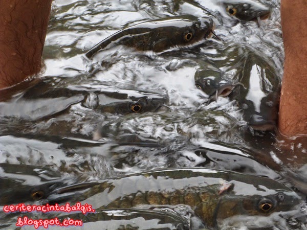 Fish Spa di "Tagal" Sungai Moroli, Kampung Luanti