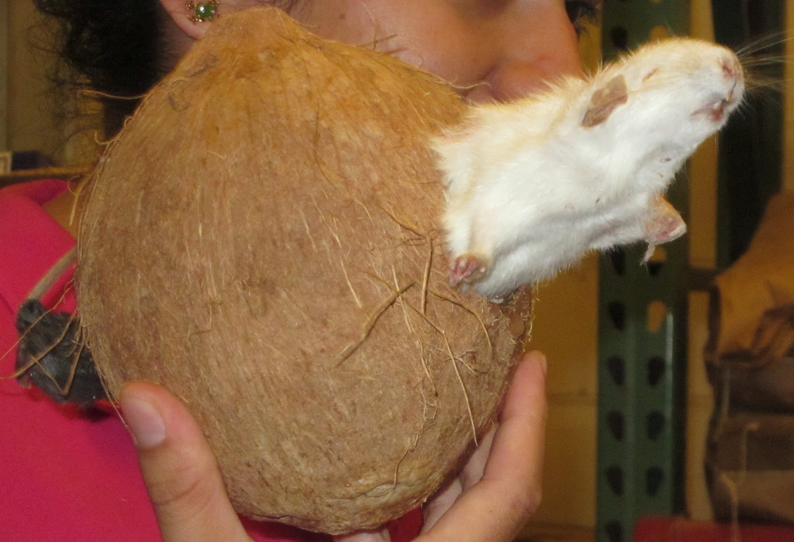 The Burrow: It's All Happening at the Zoo