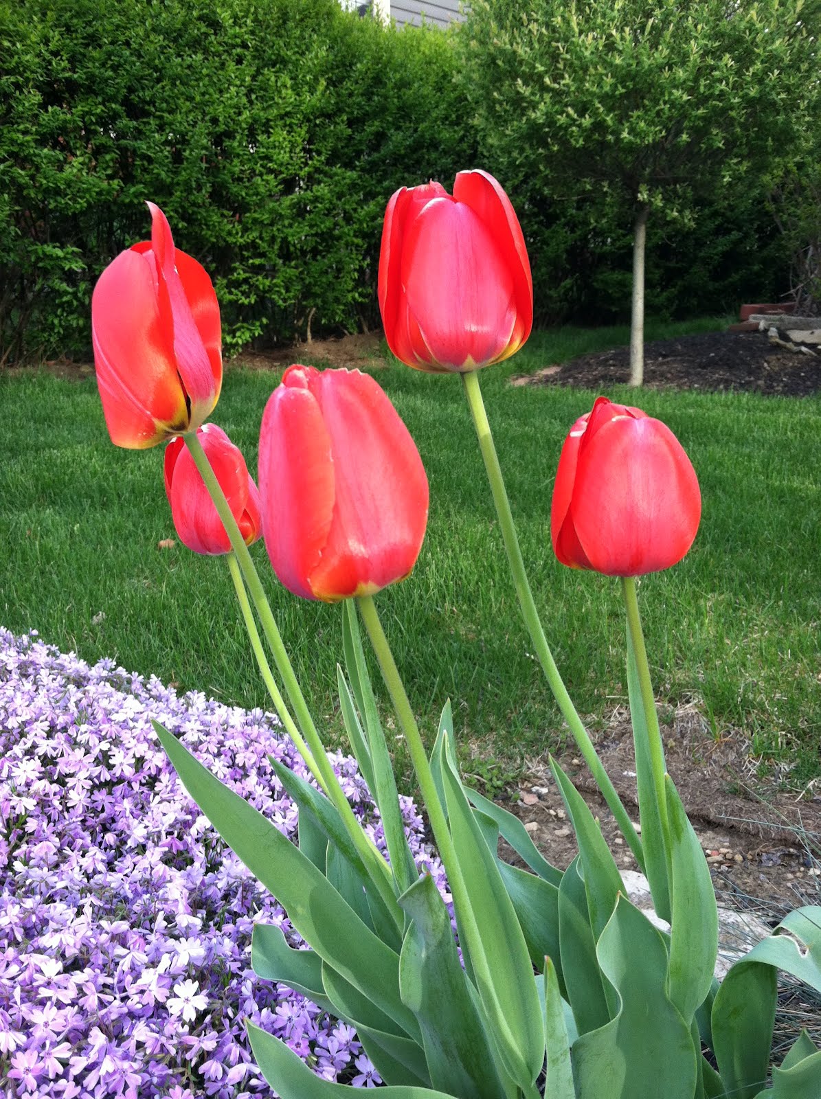 An Accidental Blog: Colors