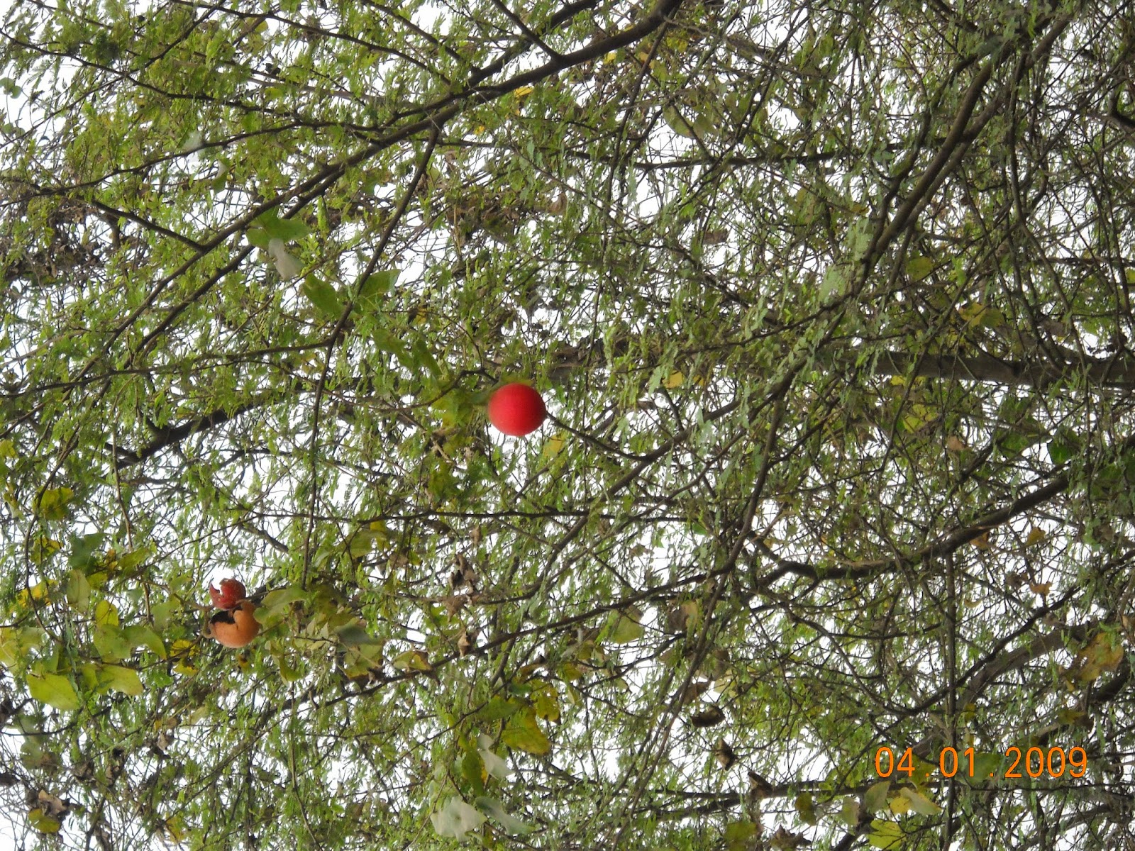 SIMILIPAL BIOSPHERE RESERVE, SANJEET KUMAR, PRAKASH KUMAR TRIPATHY ...