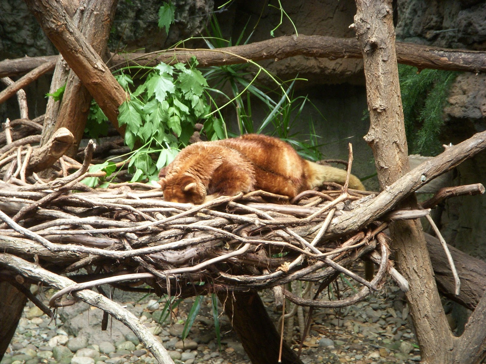 Bronx Zoo Animals List