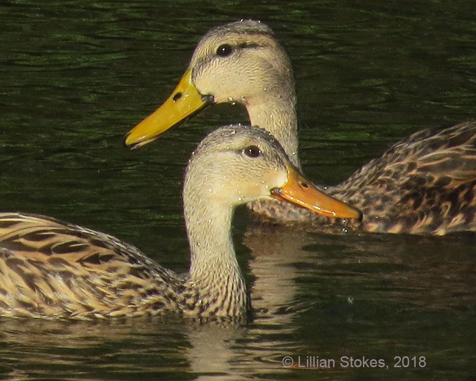 STOKES BIRDING BLOG: Ding Darling Stokes Birding and Photography Tour 2018