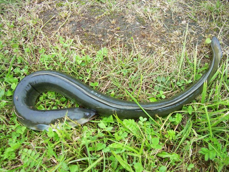 Viskas apie žvejybą ir žuvis.: Kuo smaguriauja unguriai?