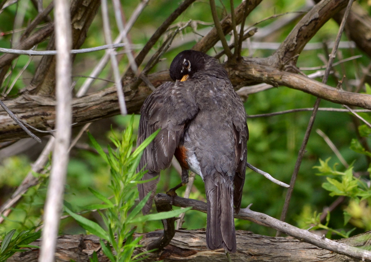 Woods Walks and Wildlife: Baby Killdeer, Baby Deer, and a Brown ...