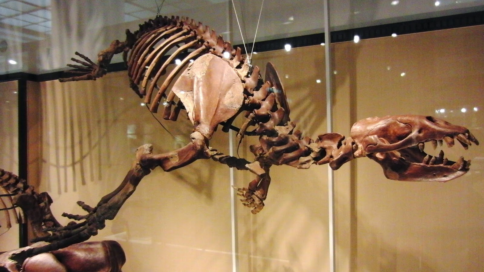 The Coastal Paleontologist: The best known fossil pinniped, part 3 ...