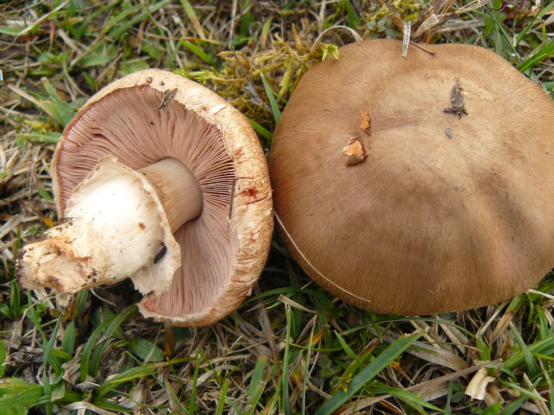 Guía de Setas y Hongos de Navarra.: Agaricus langei Moll.