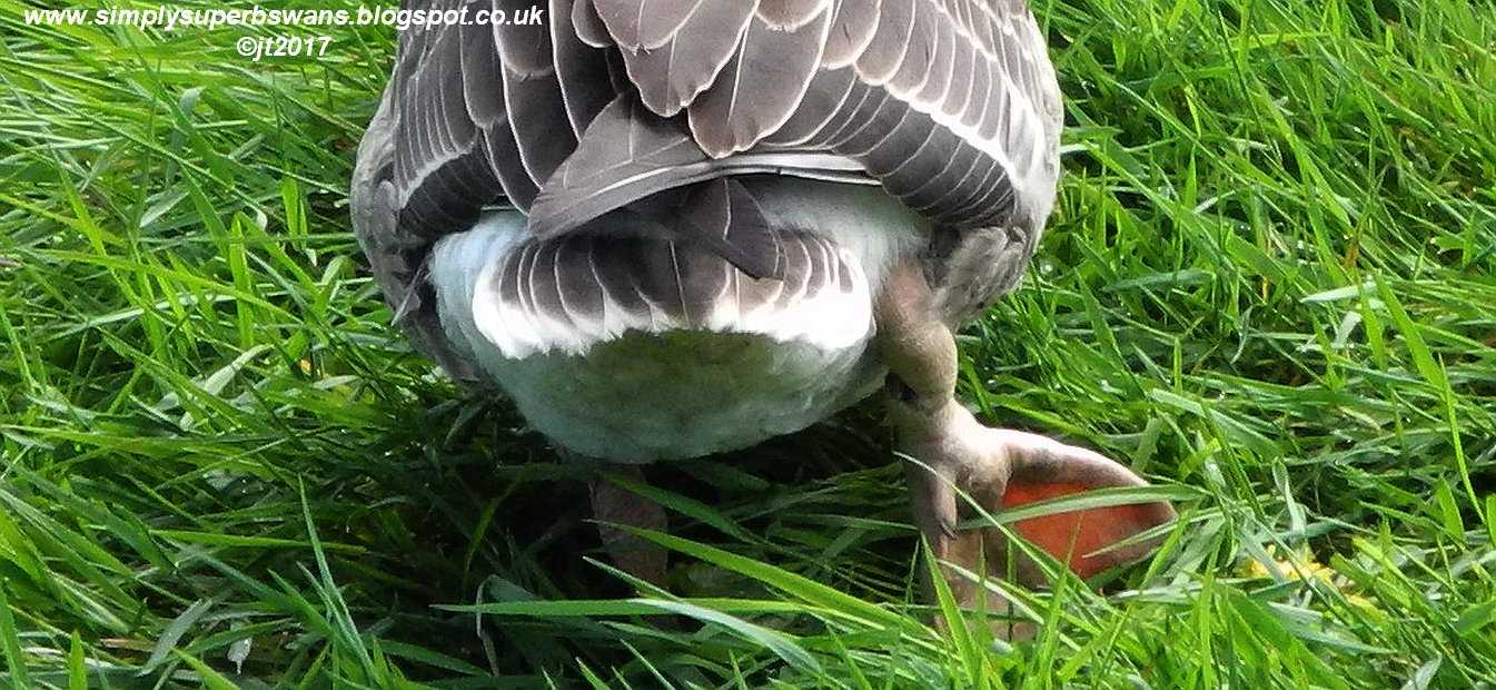 Simply Superb Swans: Painful Goose Step