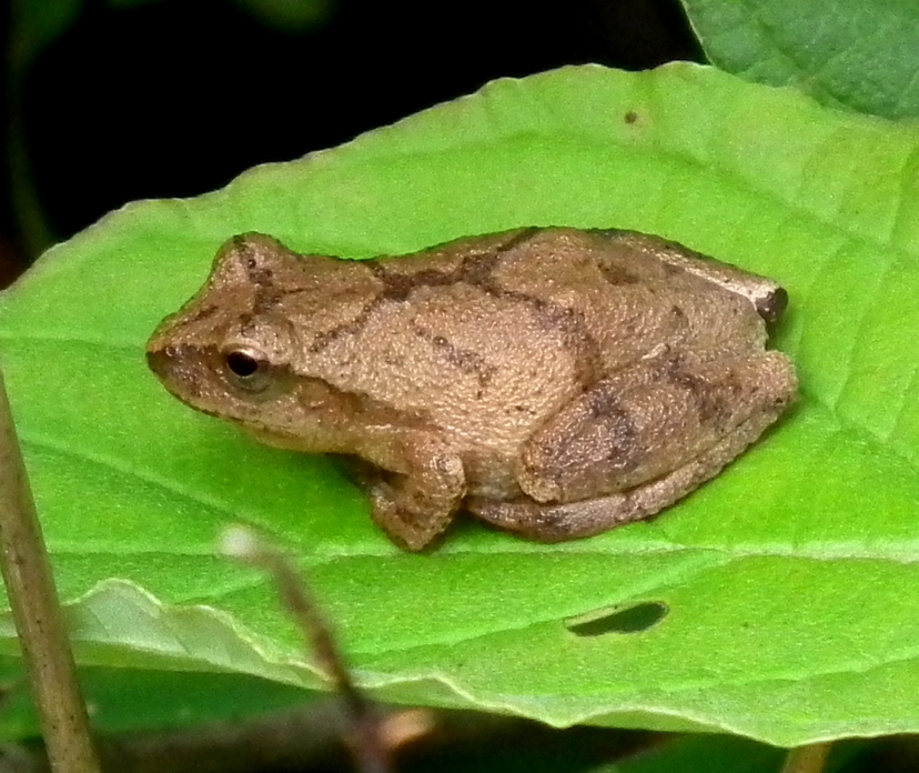 Listening in Nature: Spring Peepers: listening to the solo voices in ...