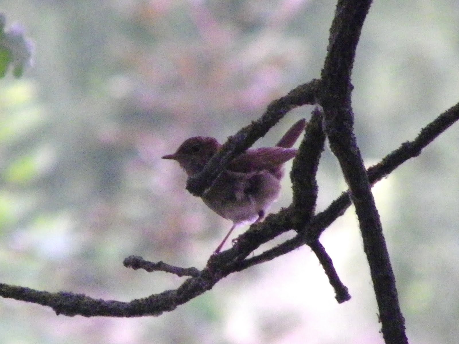 some birds: rossignol