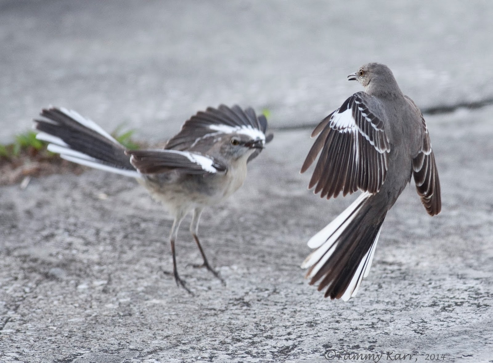 i heart florida birds