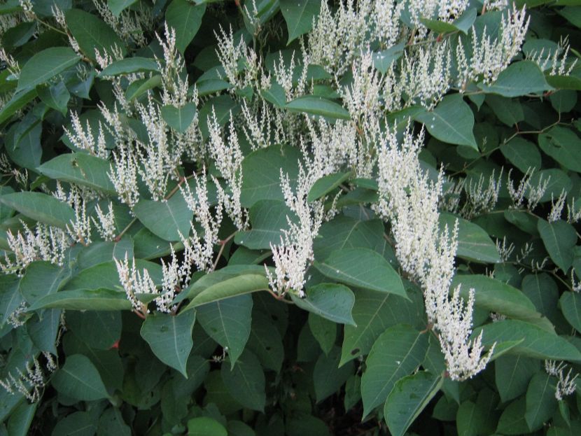 Future Plants by Randy Stewart: Fleece Flower & Knotweed