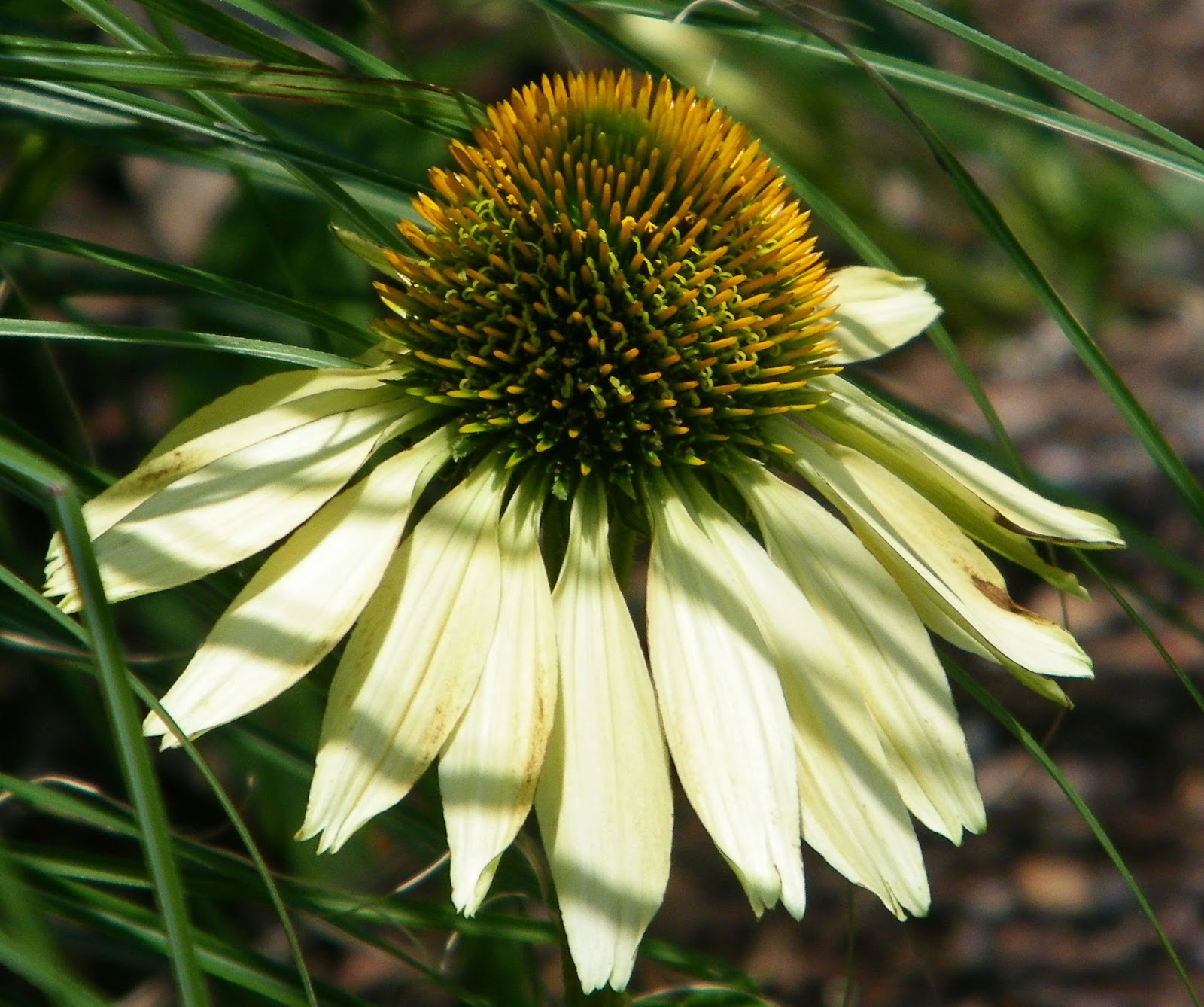 Gnats and The Most High God | Margaret's Musings