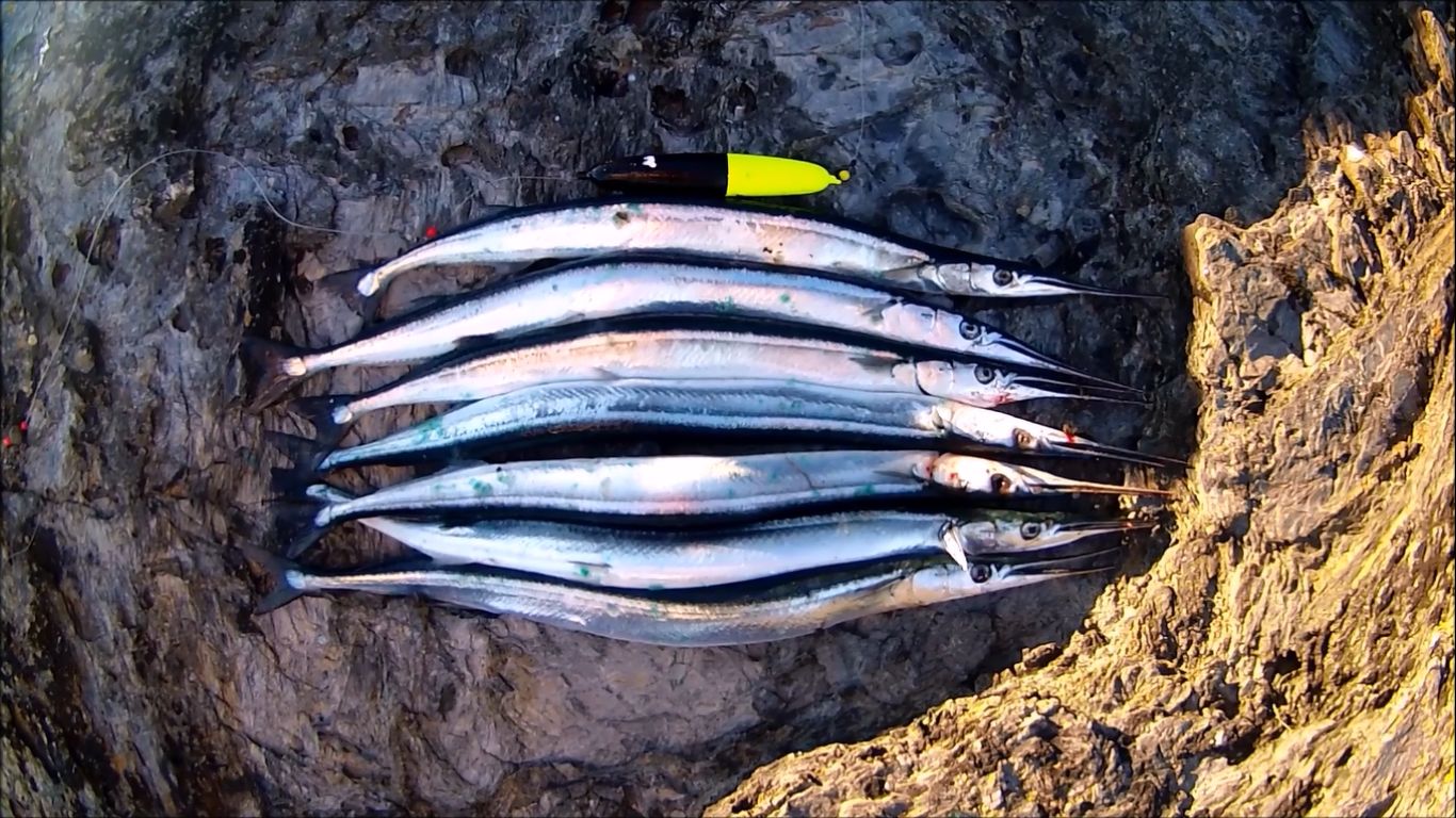 Cornish Shore and Kayak Fisherman: Shore Fishing - Garfish - Float ...