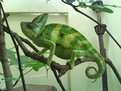 Chameleon | Info-Facts and New Photos | The Wildlife