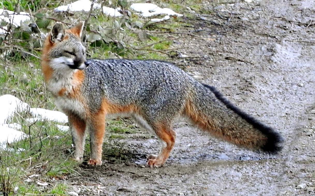 North Yuba Naturalist