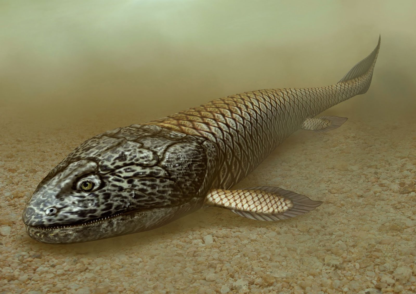 Blog de la Vida Prehistórica: Panderichthys