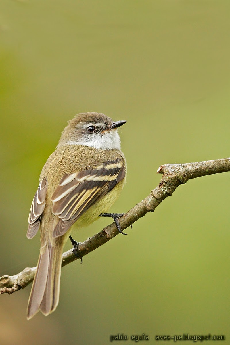 mis fotos de aves: Mecocerculus leucophrys Piojito Gargantilla White ...