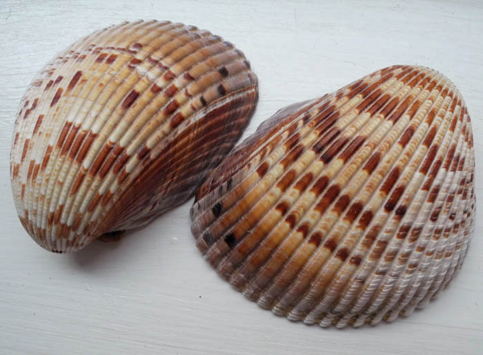 Studio and Garden: Splendor from the Sea