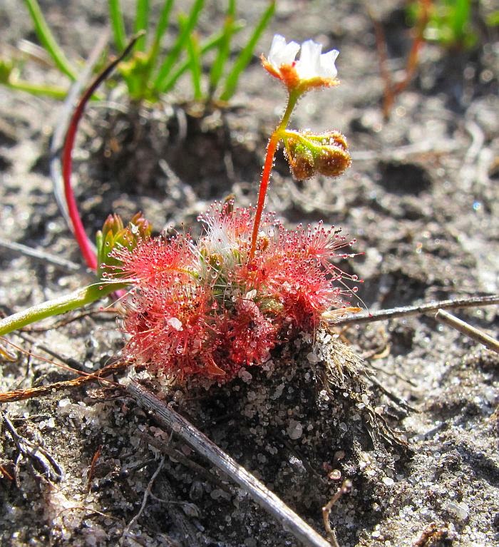Esperance Wildflowers: Drosera nitidula - Shining Sundew