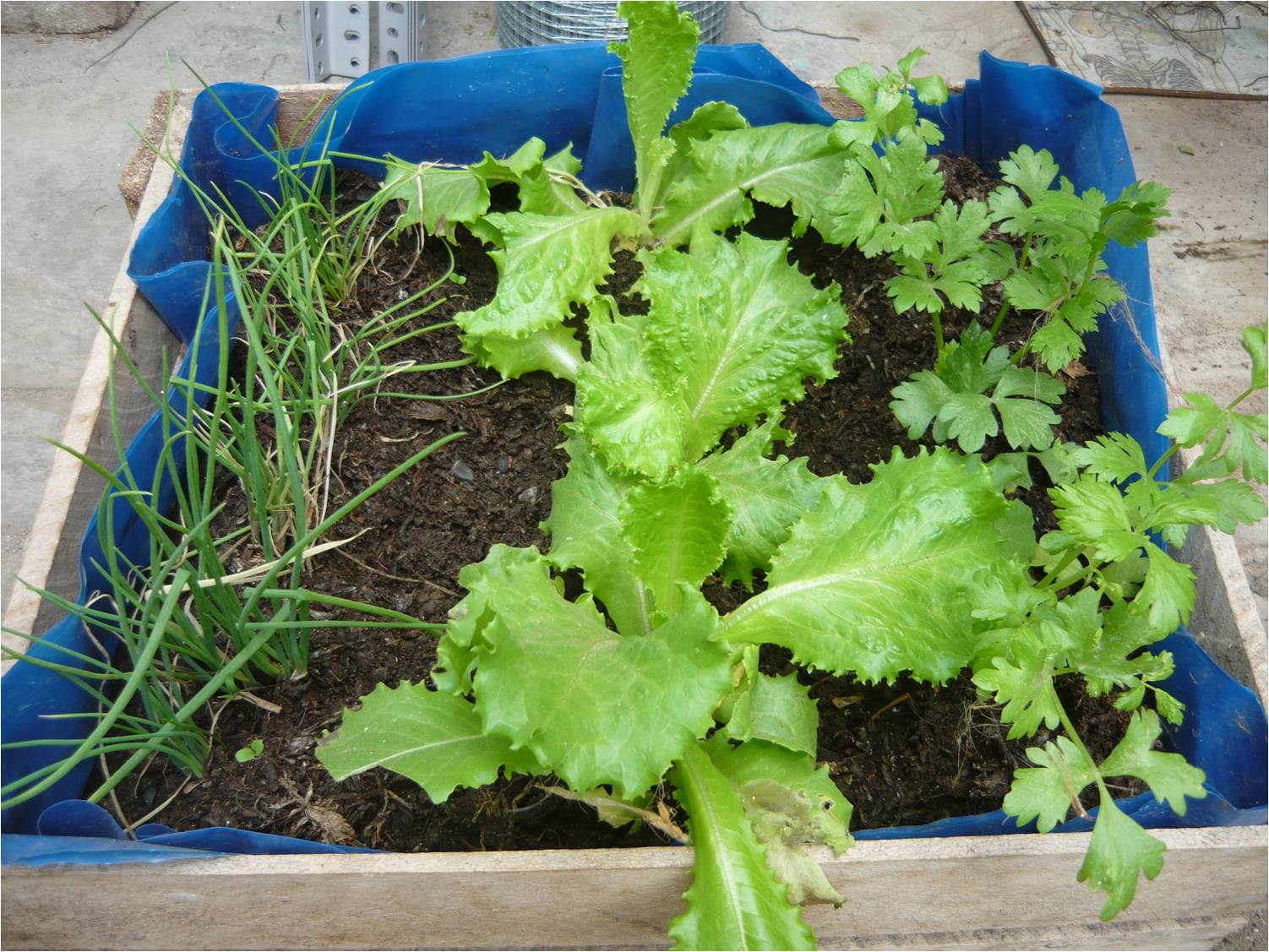 ALTERNATIVA ECOLÓGICA: EL BIOHUERTO