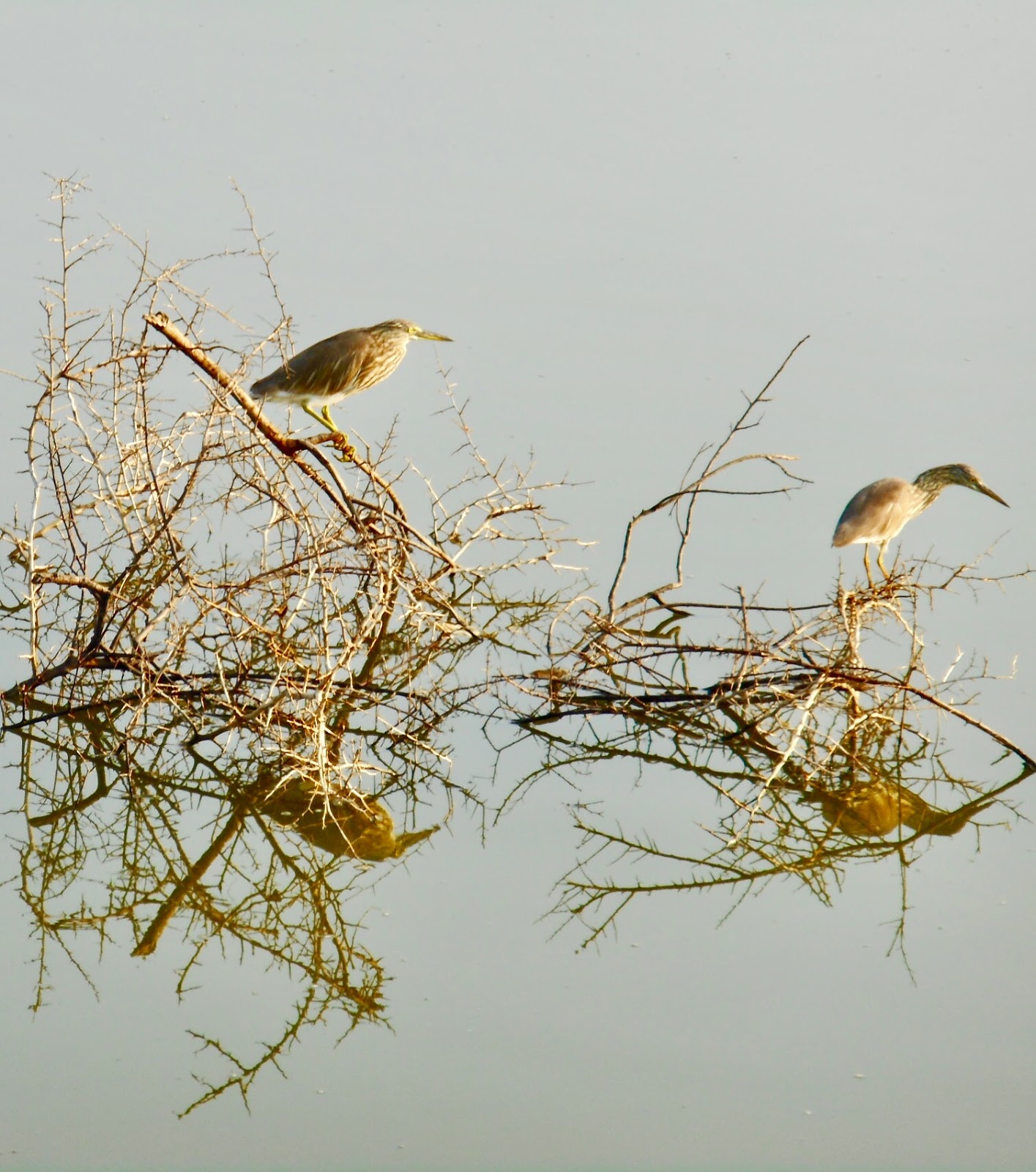 The Ramblings of Joy Laking: YOLO National Park