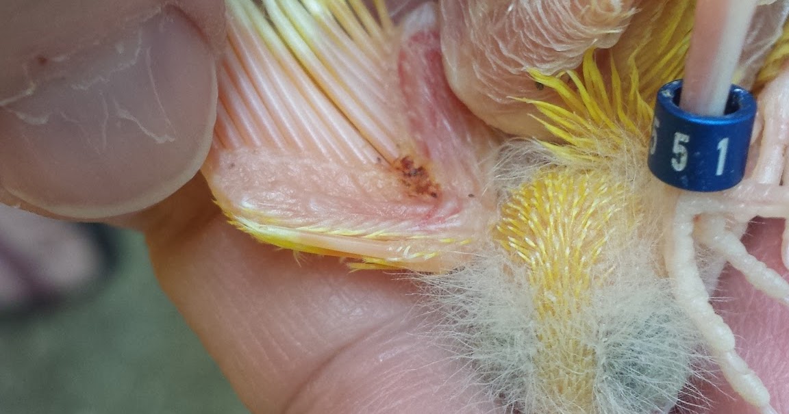 Canary Tales: Identifying Signs Blood-Sucking Mite Infection