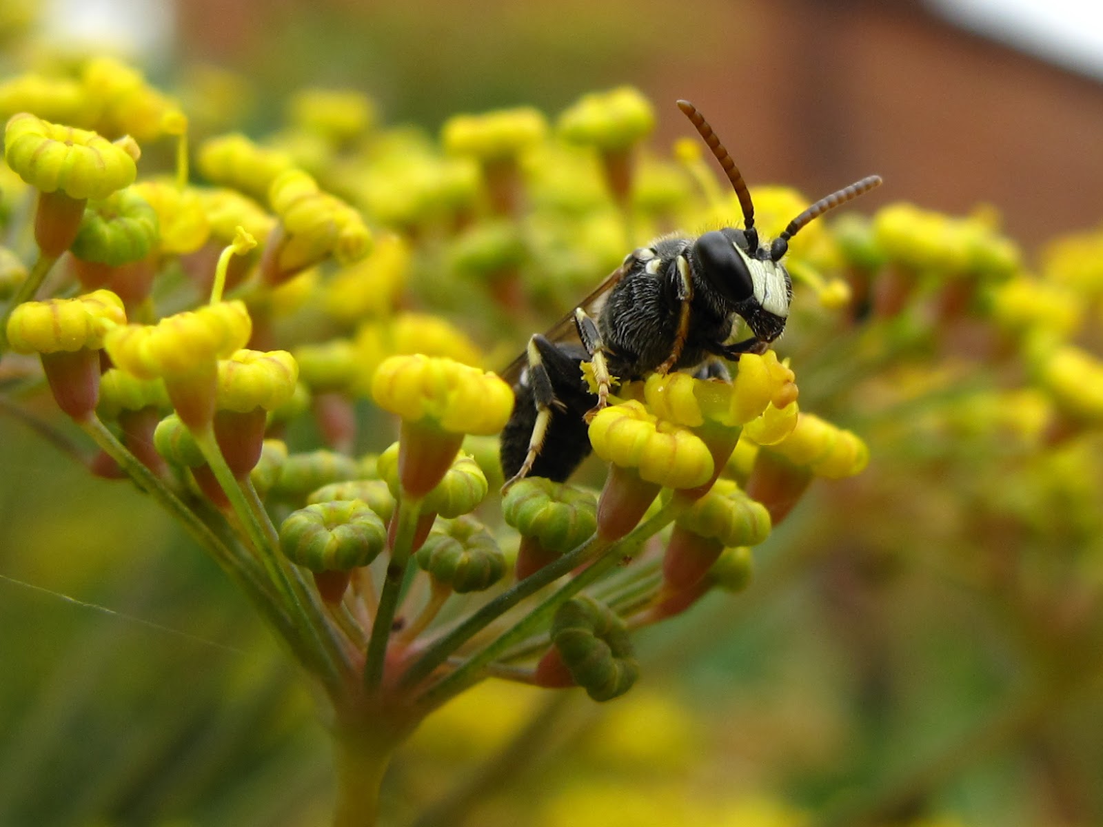 BugBlog: A primer on solitary bees