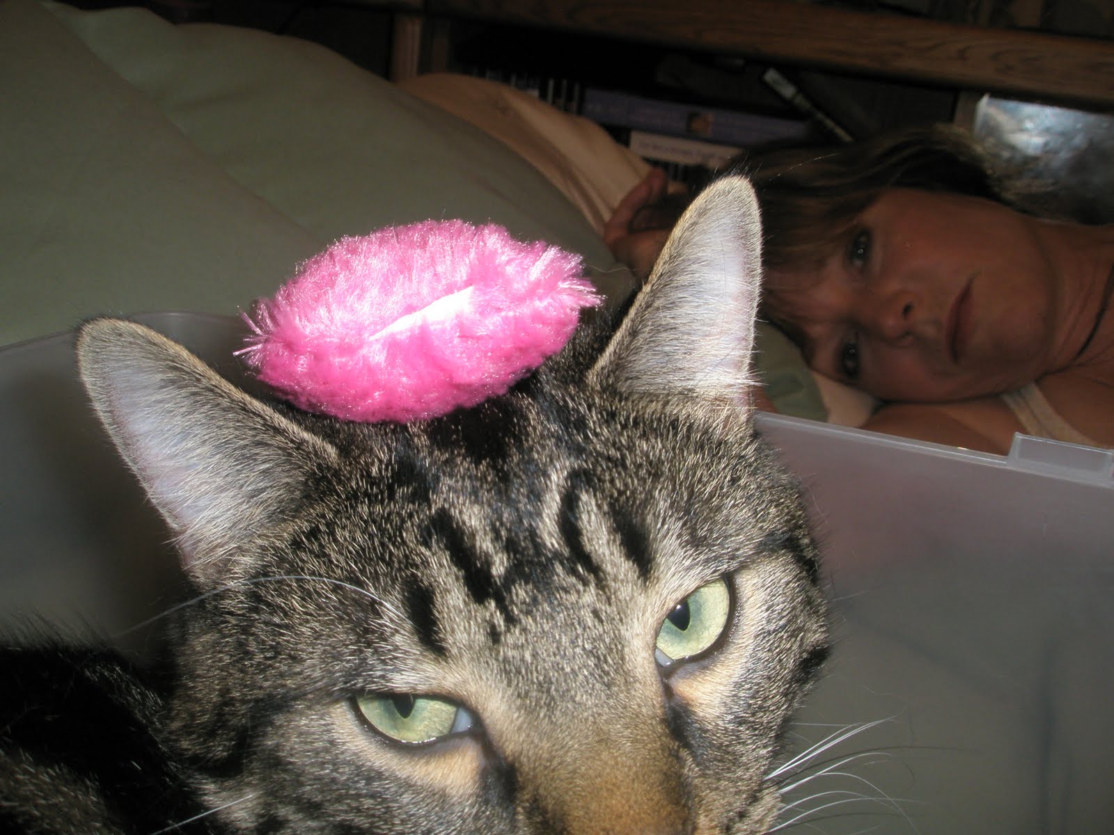 Megatron The Wonder Kitty