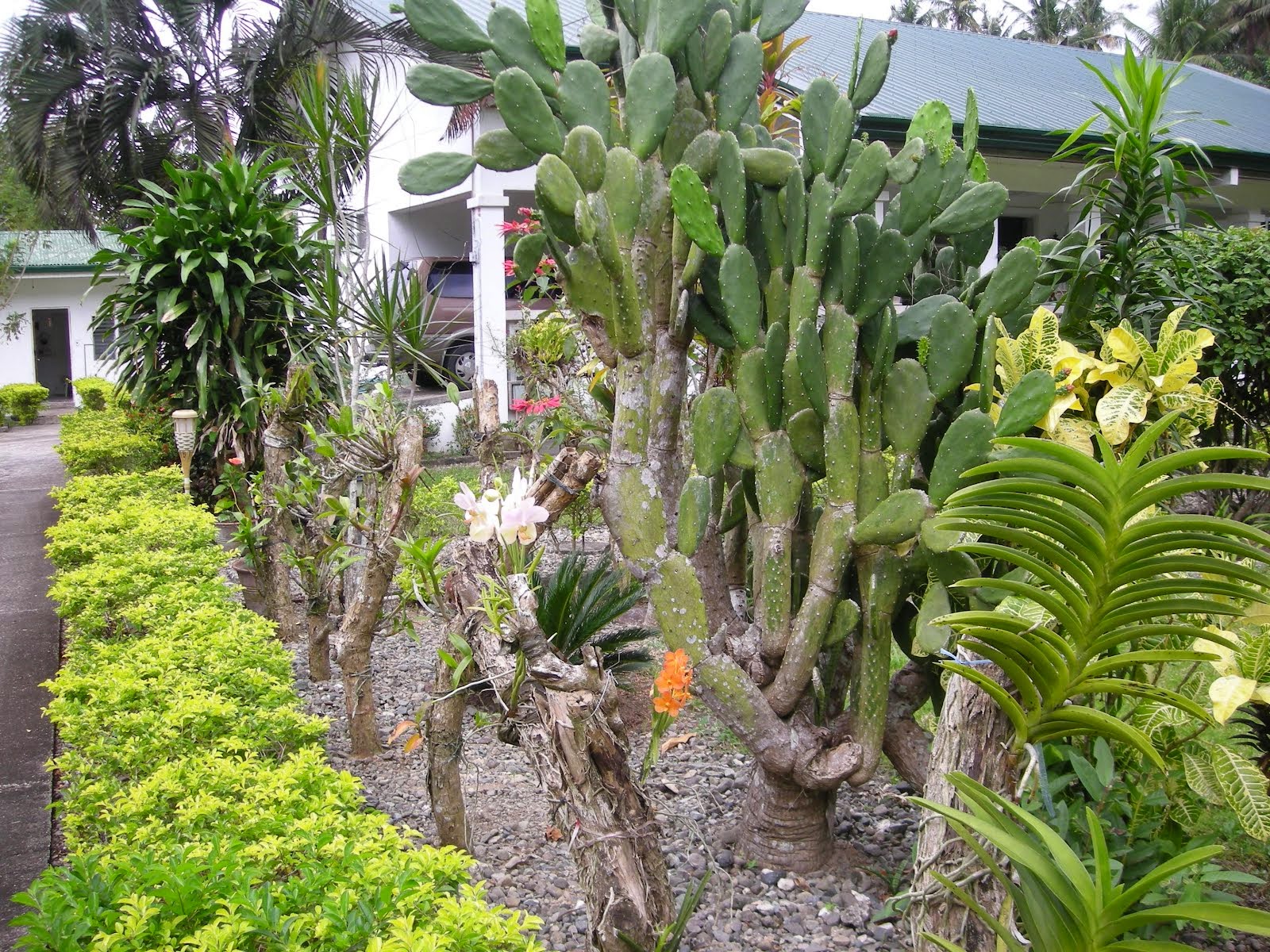 Where the Heck is Marinduque?: Blooming Cacti in my Backyard