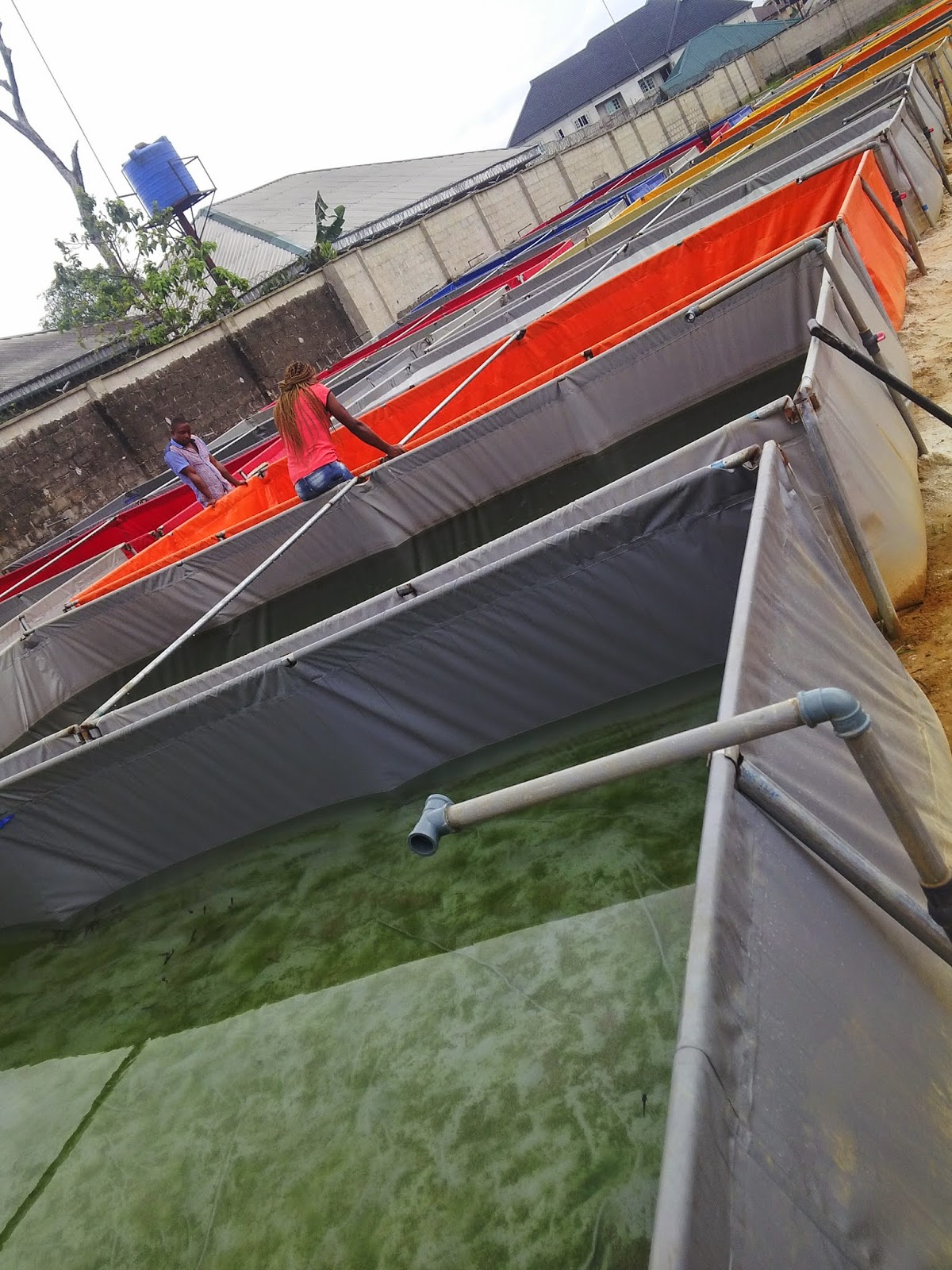 LARGE SCALE FISH FARMING USING MOBILE TARPULIN POND - KINGSWAY AGRO ...