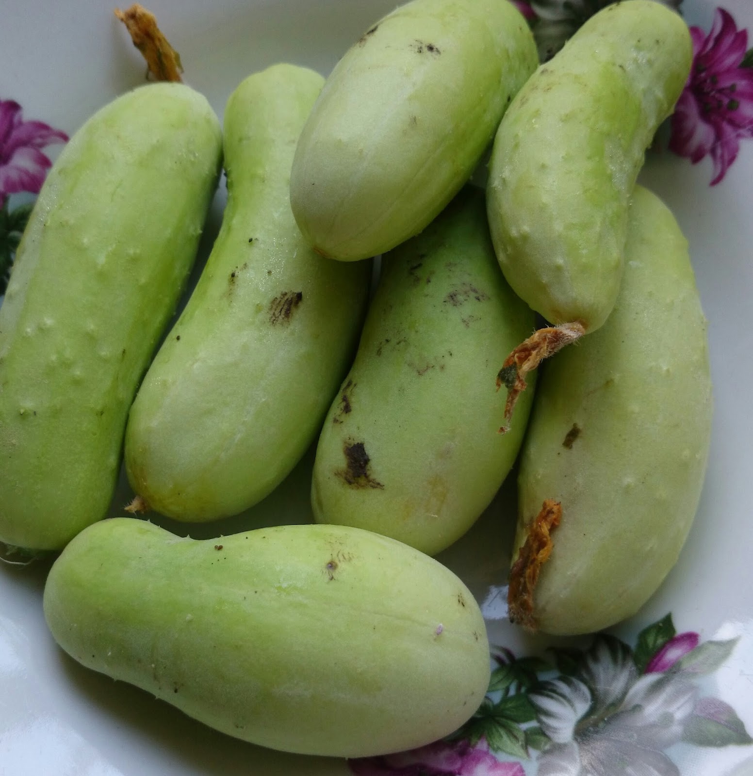 cara bertani : TUAIAN TIMUN MINI DI KBR BULAN NOVEMBER