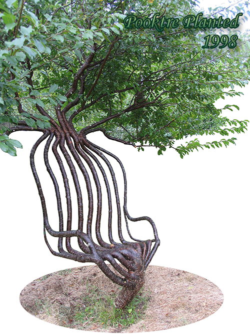 THE SEED: A Landscape Design Blog: Pooktre Tree Shaping and the Art of ...