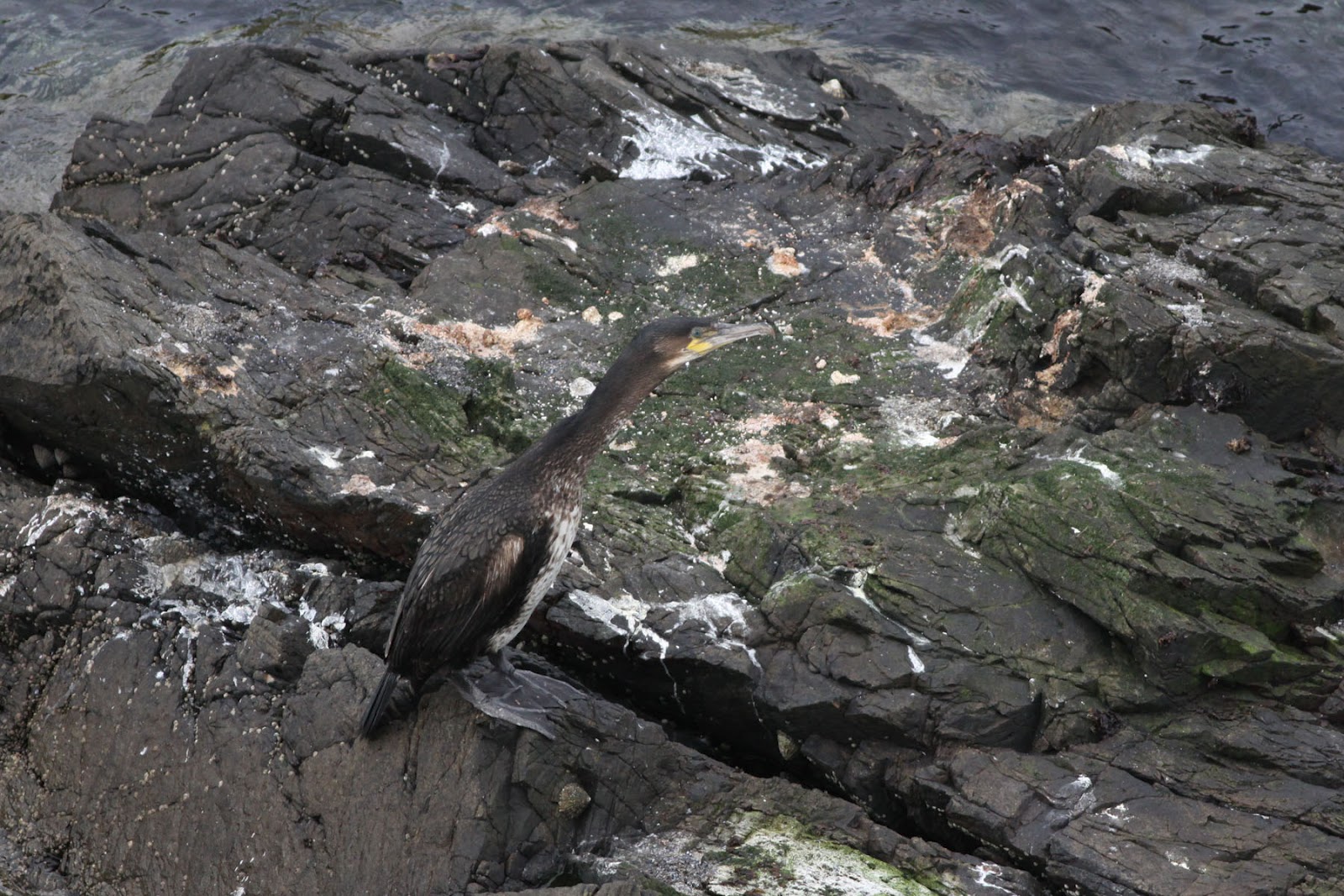 Fair Isle Bird Observatory: the Warden's diary: Early birds.