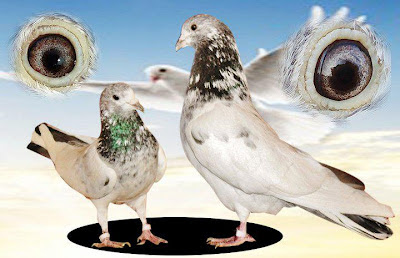 Top High Flying Pigeons(kabootar) Photos ~ Pigeons Photos | Pigeons ...
