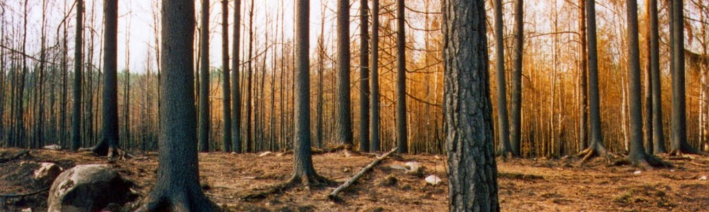 Seemorerocks: Chernobyl's forests