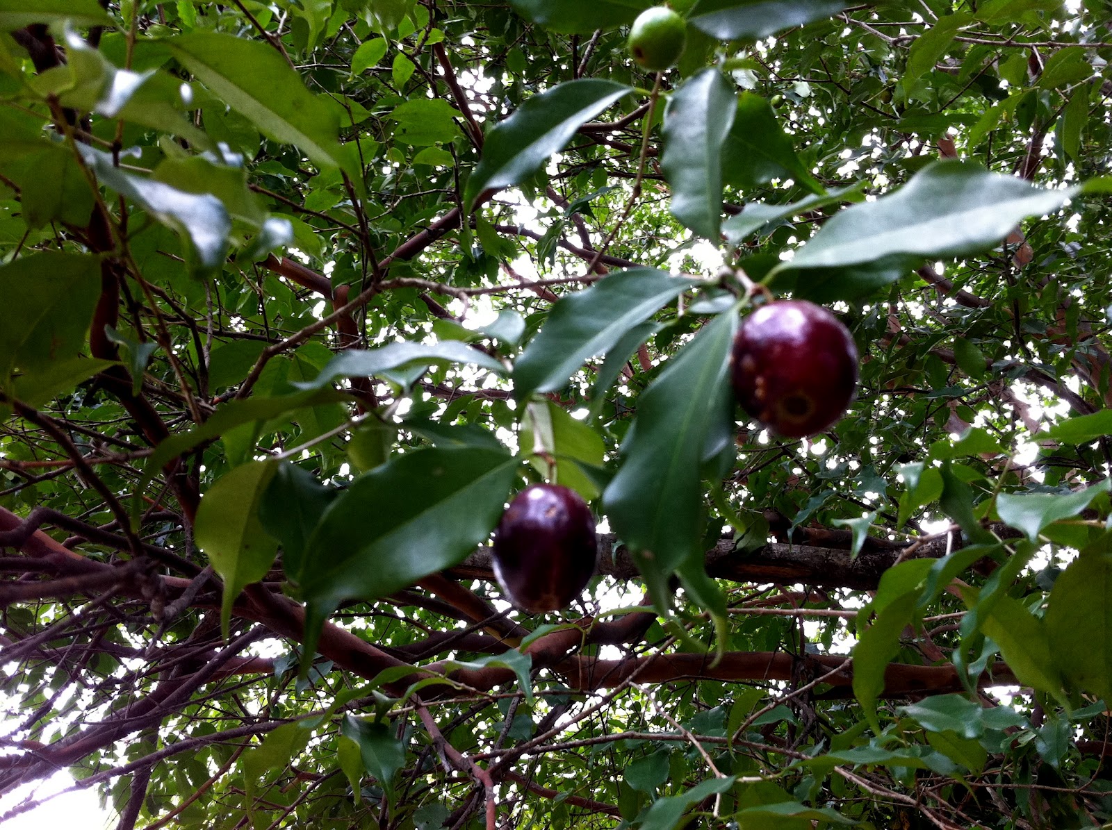 come-se: Cereja-de-joinville, murtinha, cambuí-roxo