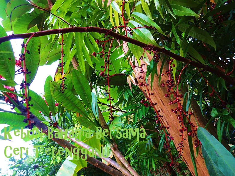 Kebun Bahagia Bersama: Pokok Buah Nadir Perupok