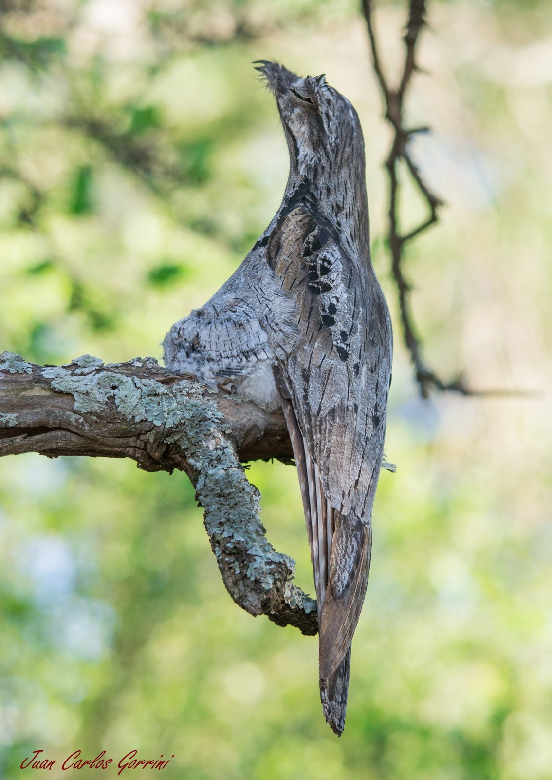 Aves Rosario de la Frontera Salta: Urutaú, el camuflador perfecto