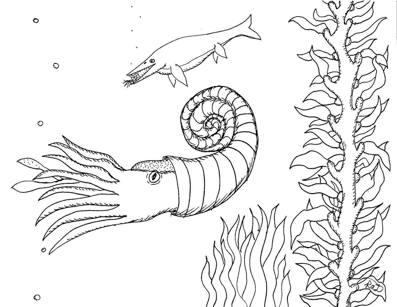 Robin's Great Coloring Pages: Volgatitan . . . Ammonites . . . and ...