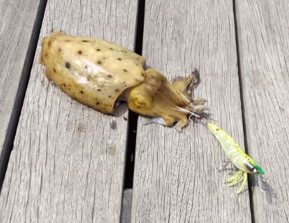 Labrador Park- The Best Lepak SW Fishing Spot | Jenius