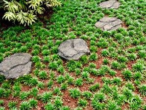 Cara Merawat Tanaman Dan Aneka Tanaman Hias: Cara Merawat Rumput Gajah Mini