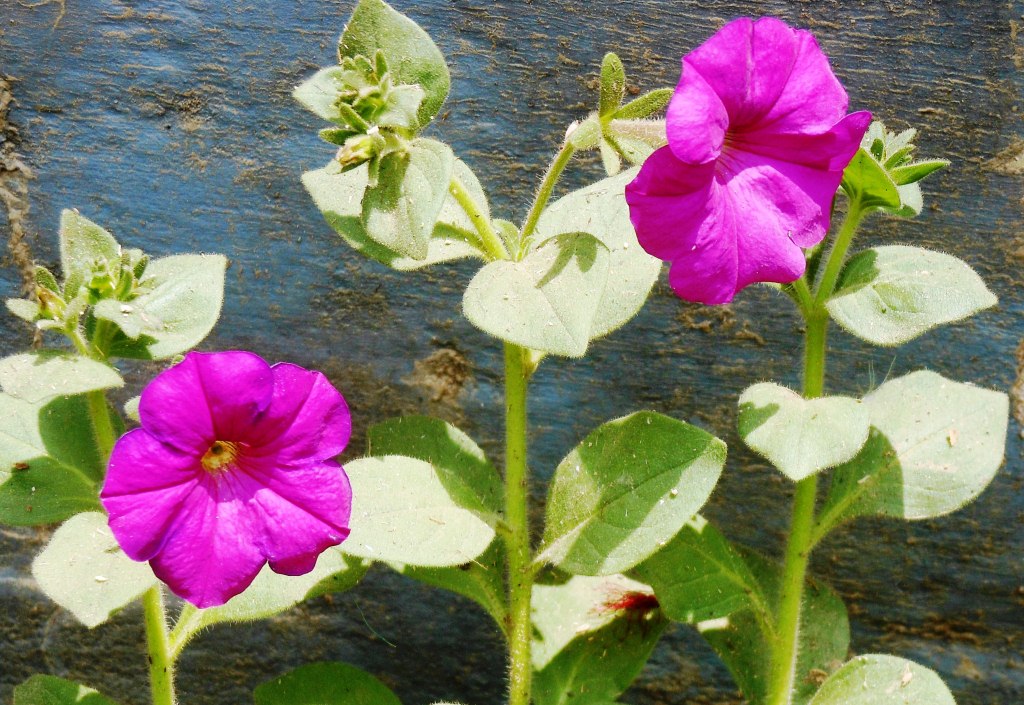 पुष्‍पांजलि: प्रकृति मां