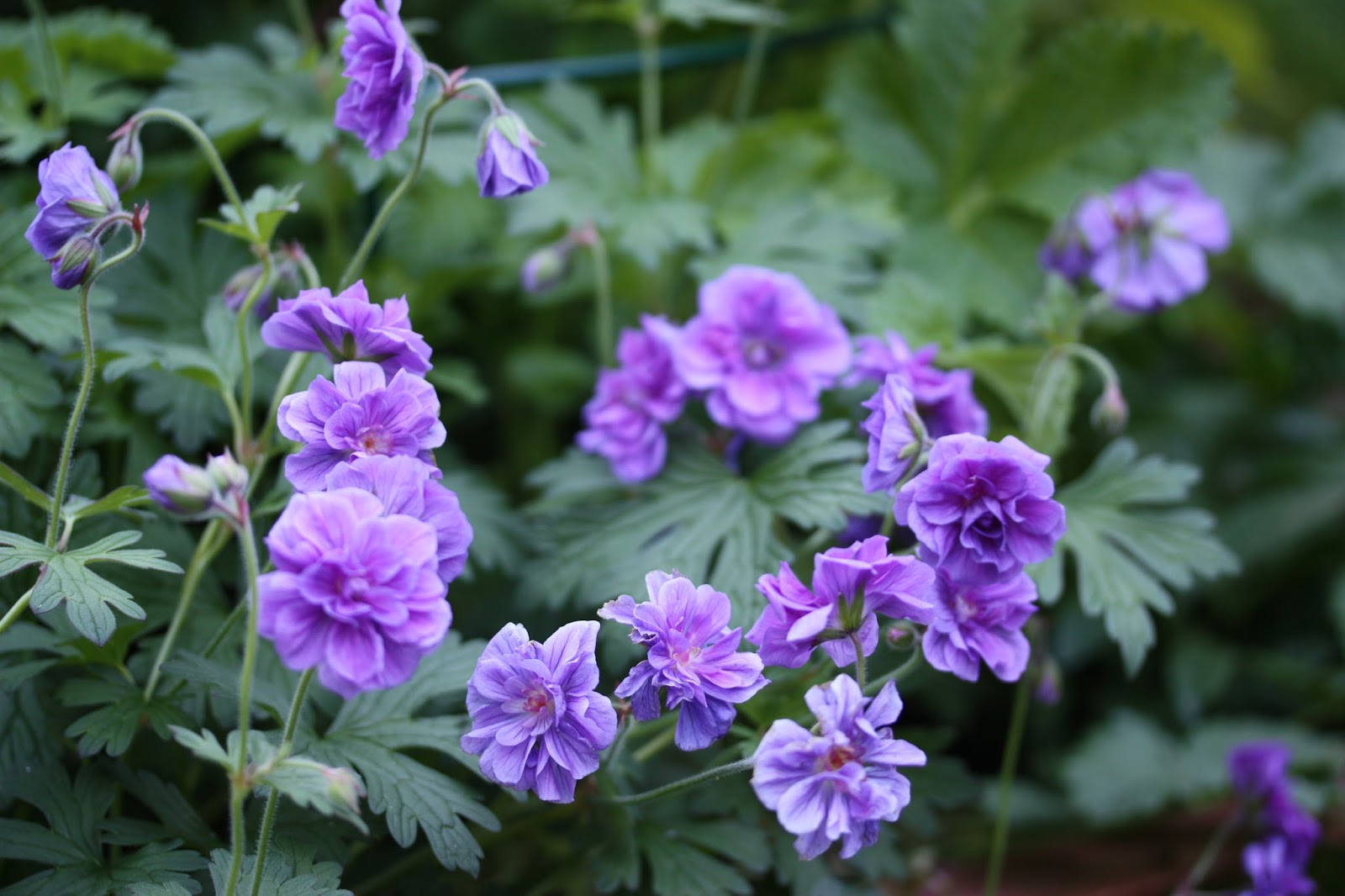 VÅRLI : Årets staude 2016 - Storkenebb