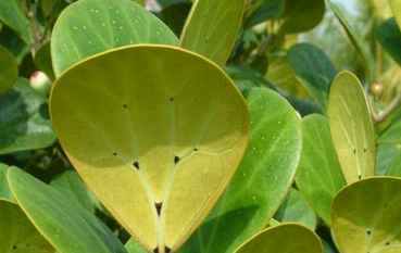 Manfaat Tanaman Tabat Barito Untuk Kesehatan | Kesehatan