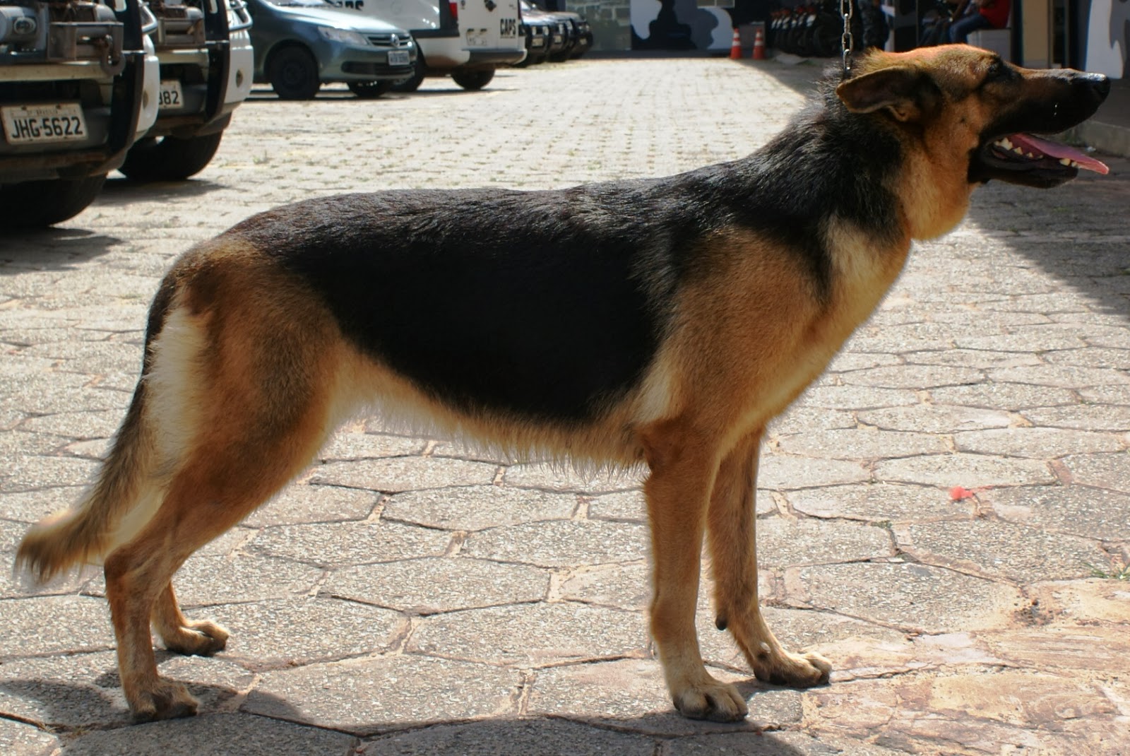 Canil BP Choque PMMA: Nosso Plantel