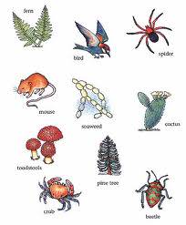 sains living things non living things