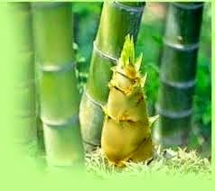 Khasiat dan Manfaat Rebung bambu Bagi Kesehatan Tubuh ~ Cara Sehat Alami