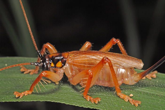 BunyipCo: A Night Walk in the Highlands