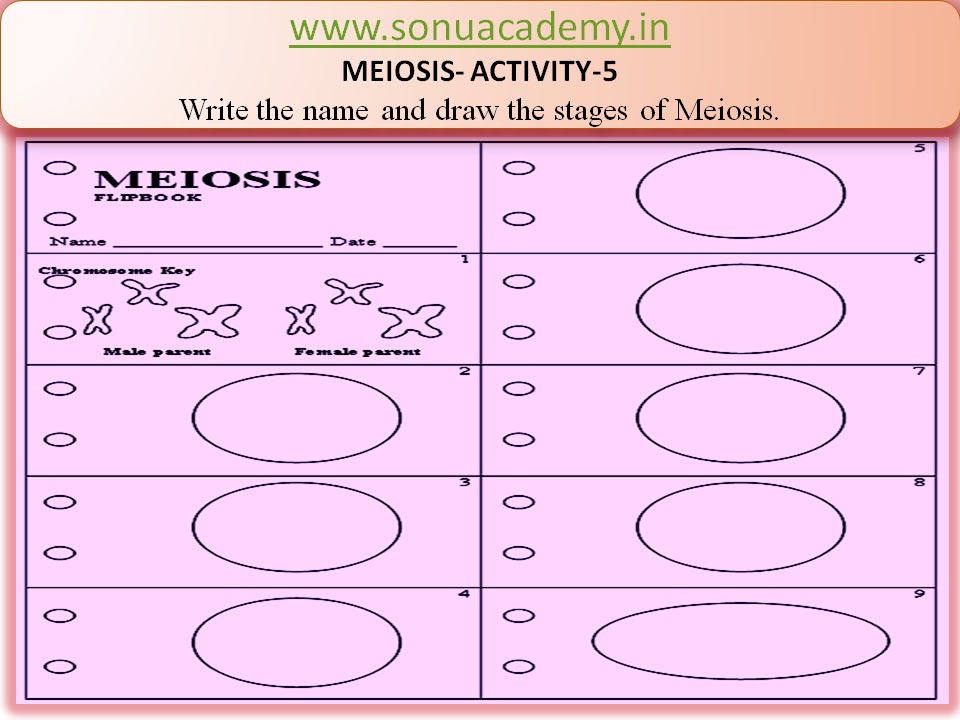 SONU ACADEMY: MEIOSIS - ACTIVITY 5